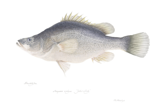 Fish / Marine - Mali Moir